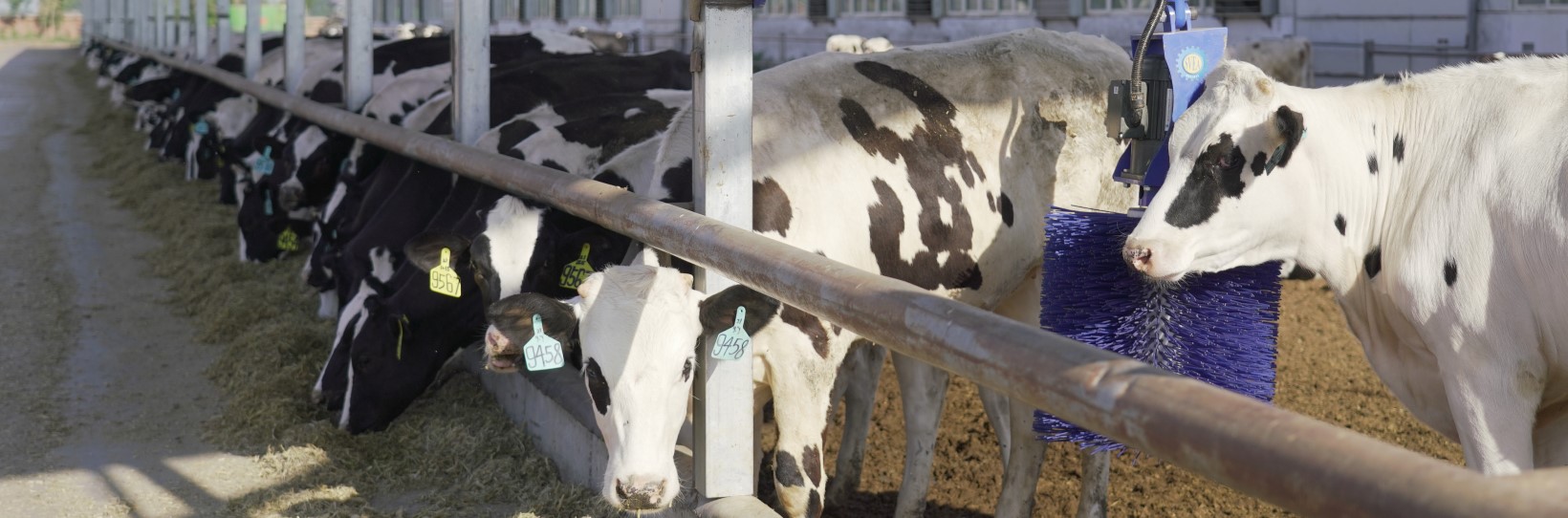 Cattle Brush Enhanced Compass Ranch's Breeding Projects