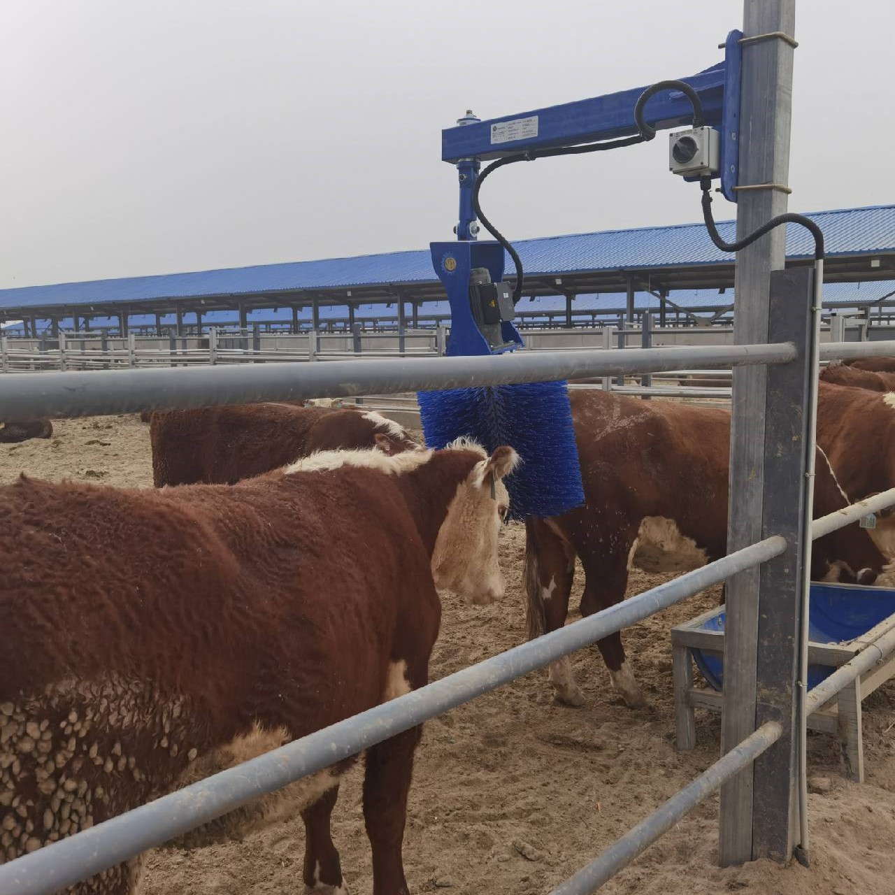 Cattle Brush Enhanced Compass Ranch's Breeding Projects