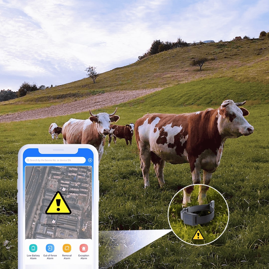 MooCollar S2 | Cow Collar for Positioning and Heat Detection