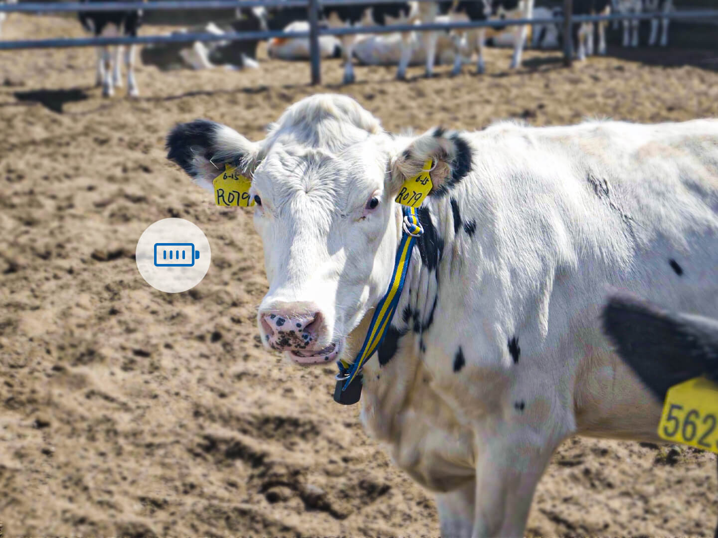 MooCollar Bree - Heat Detection & Health Monitoring for Dairy Cows