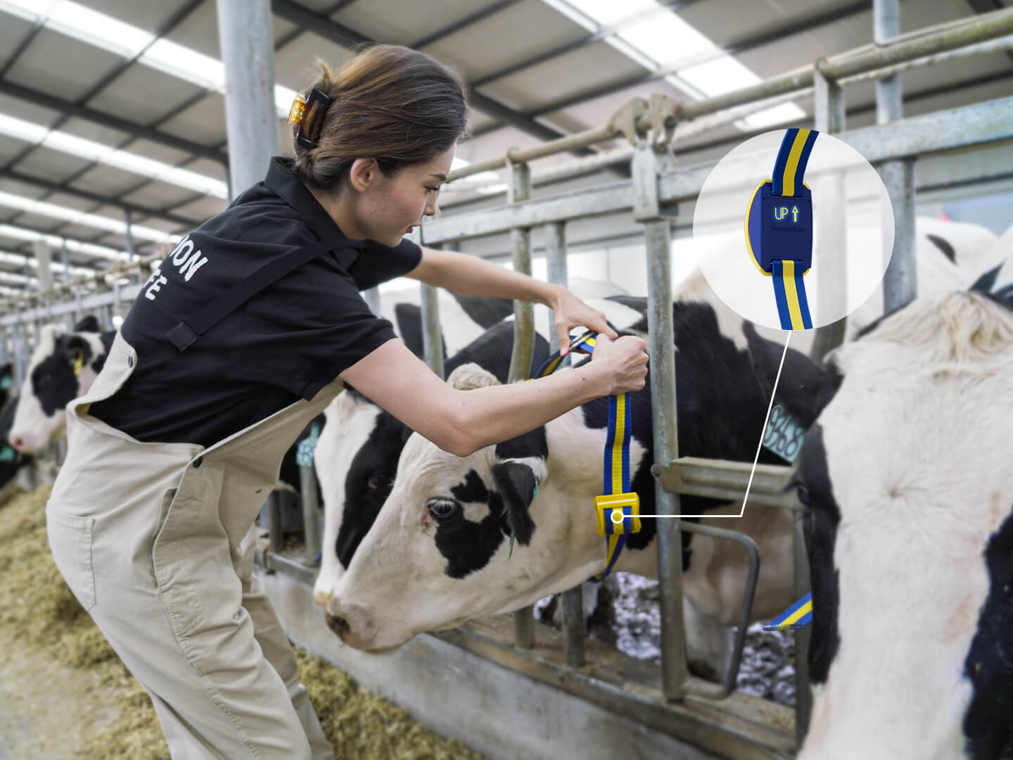 MooCollar Bree - Heat Detection & Health Monitoring for Dairy Cows