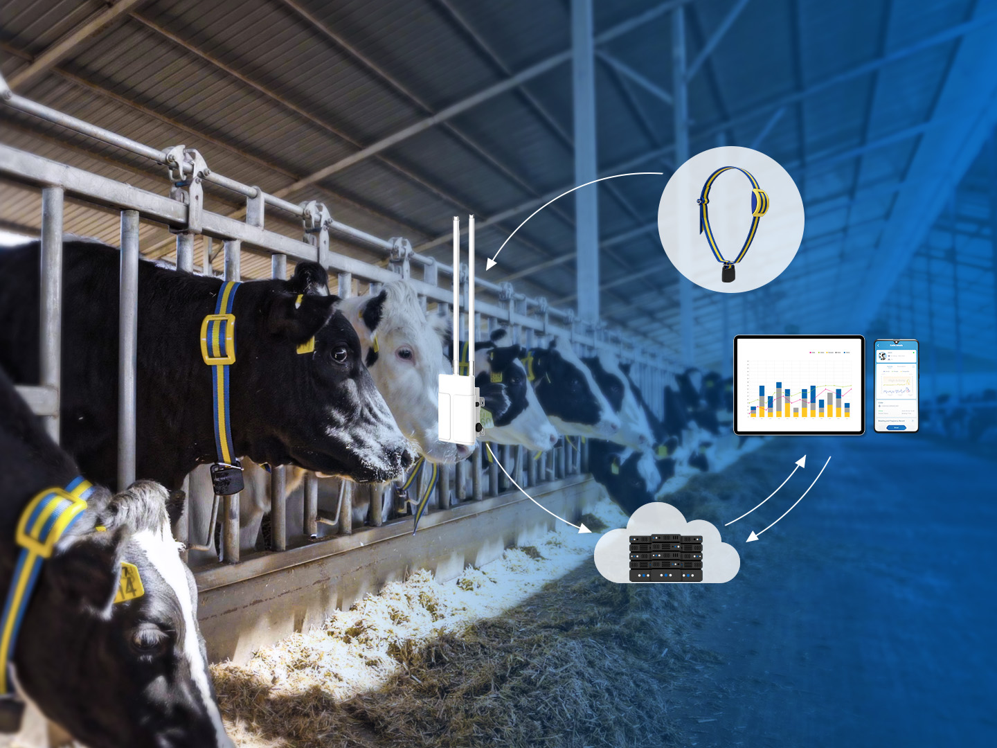 Smart Cow Collar for Heat Detection and Health Monitoring | Sveaverken
