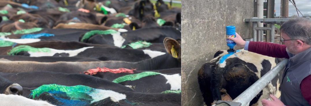Heat Detection in Dairy Cows Should be So Simple | Sveaverken Official ...