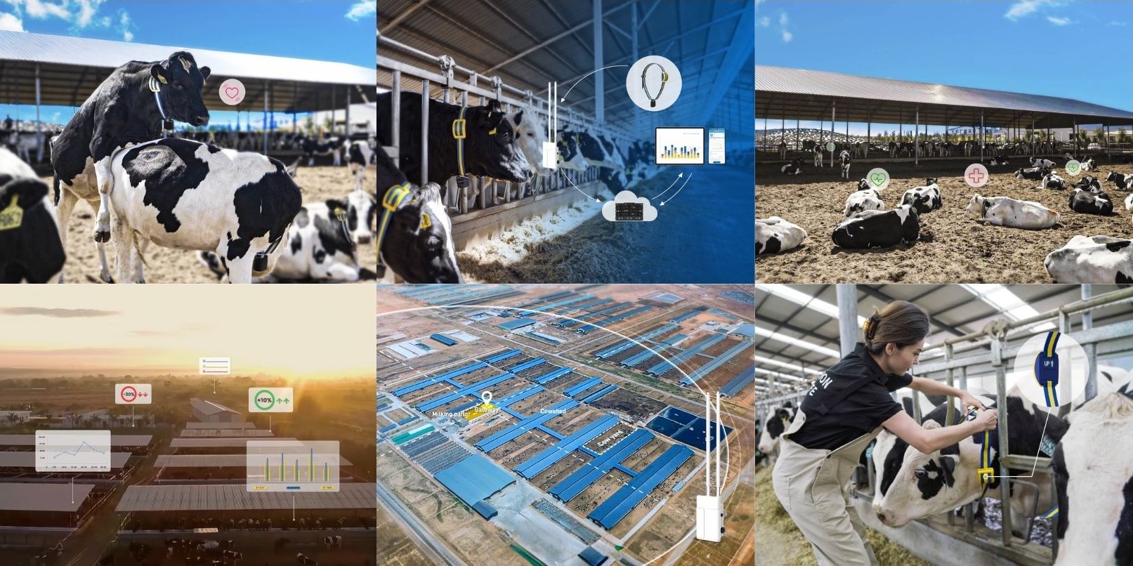 Heat Detection in Dairy Cows Should be So Simple | Sveaverken Official ...