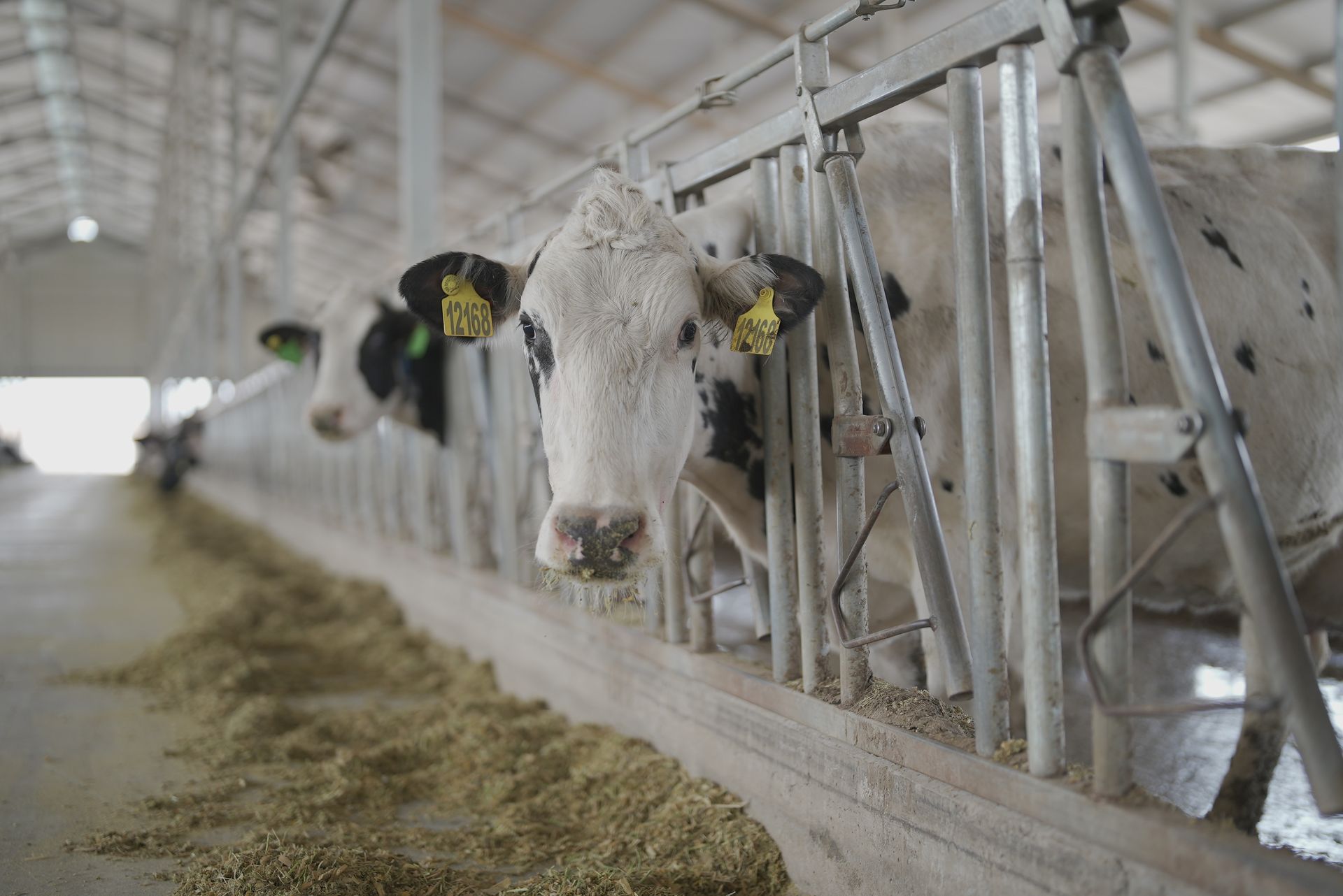 Sveaverken's High-precision Heat-detection, Rumination, Eating ...