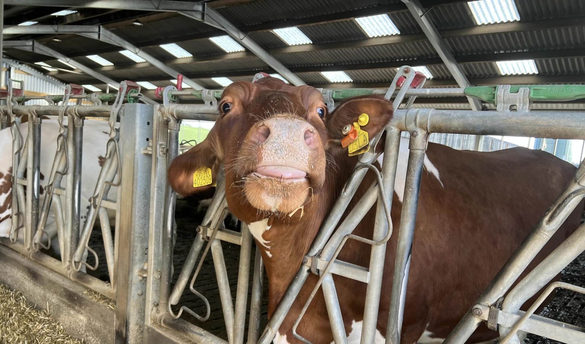 Meet MooConnect: Data-Driven Dairy Farming Made Easy Sveaverken Blog