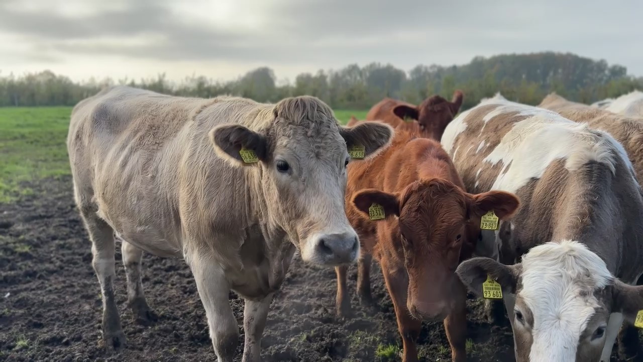 Nimbo Plus Feed Pusher: Revolutionizing Feed Management in Germany