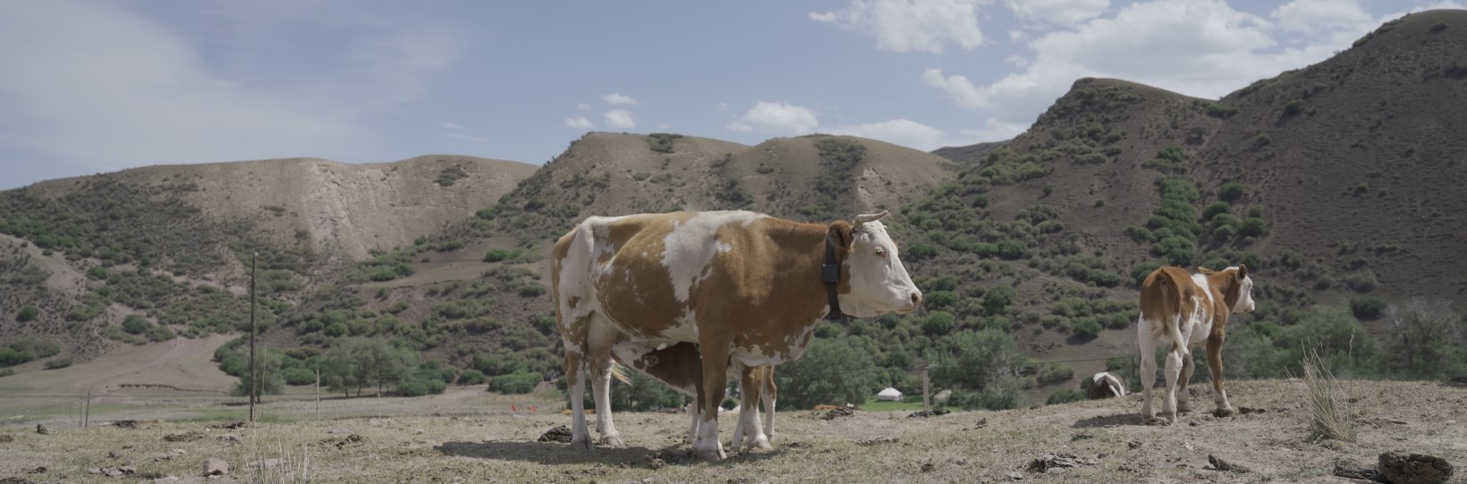 Why You Need Cattle Tracking for Ranch Management