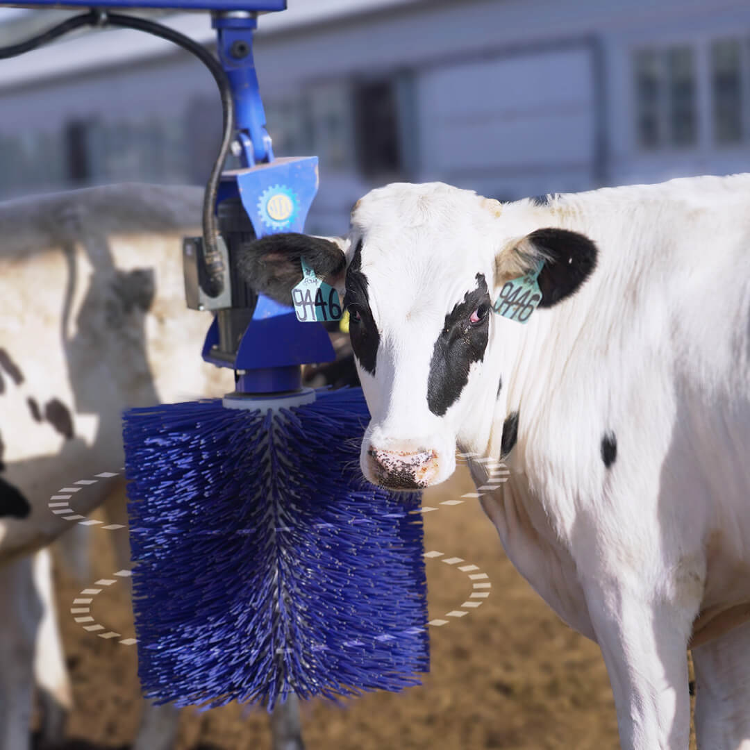 Designed for Cow Comfort | Sveaverken Brush