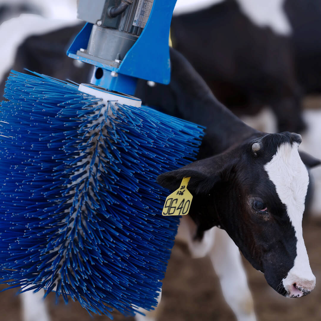 Designed for Cow Comfort | Sveaverken Brush