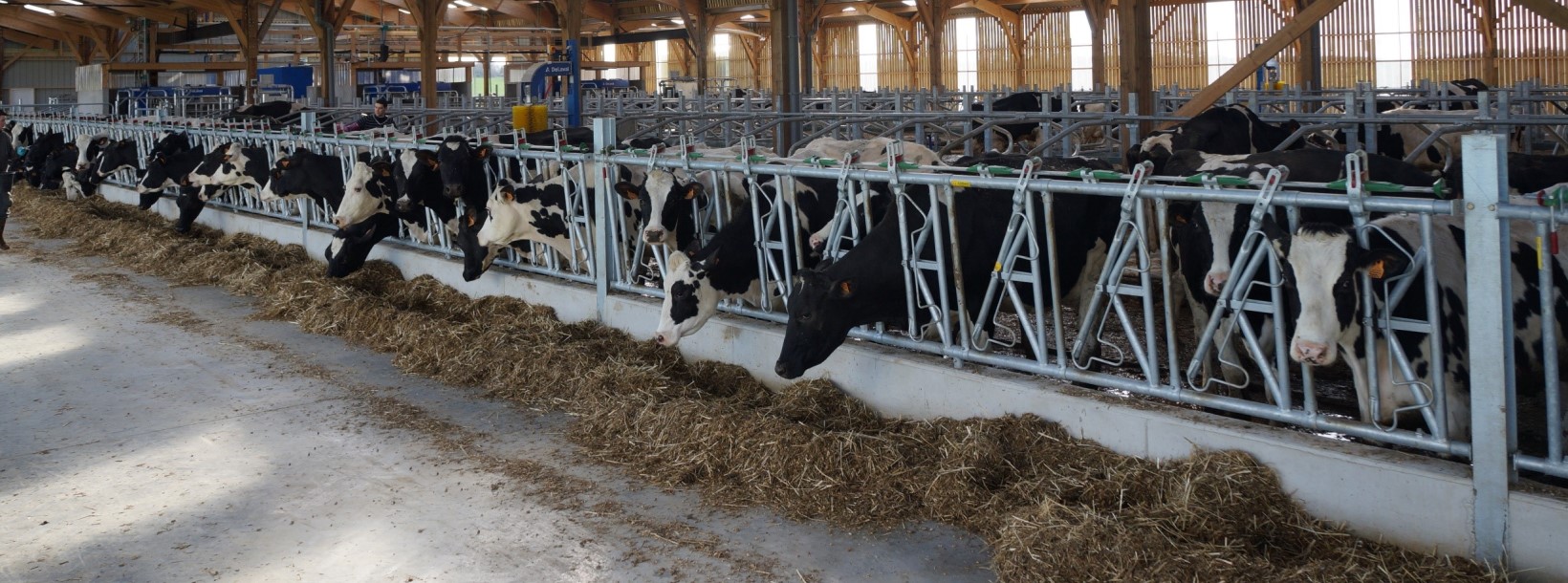 Boosting Feed Intake in Dairy Cows - Benefits and Tips