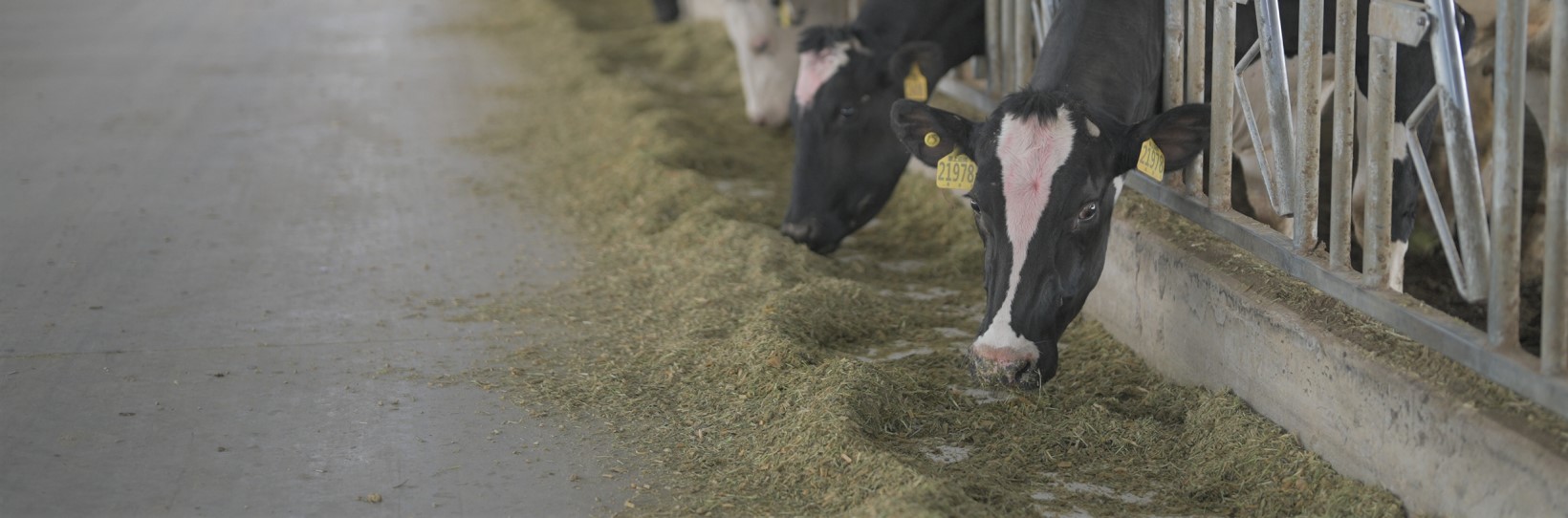 All You Need to Know about Cattle Feeding | Sveaverken Dairy Farming